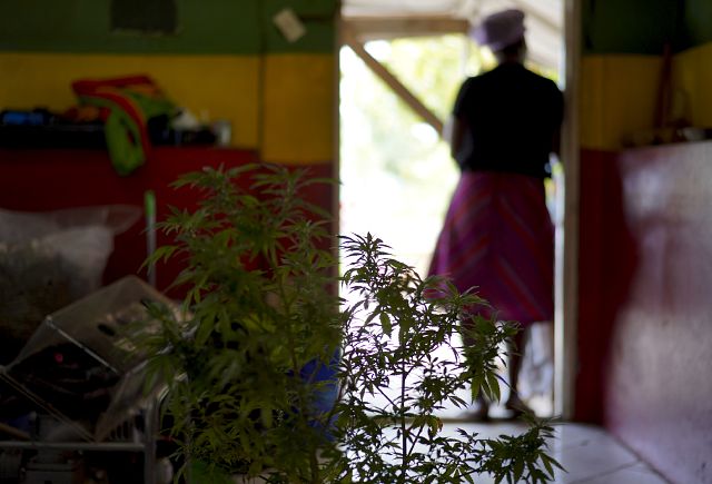 Antigua and Barbuda legalise marijuana for Rastafarian sacramental use ...