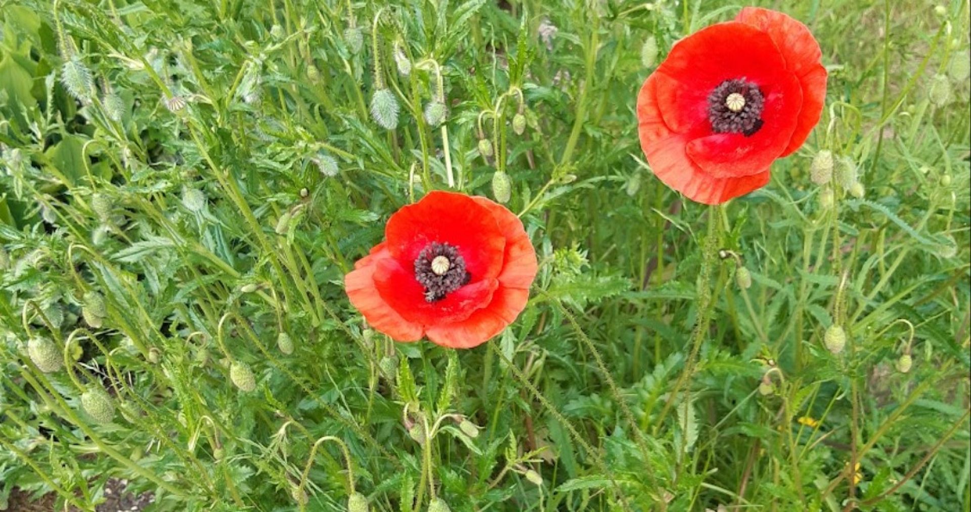 Warum gibt es so viele Mohnblumen in diesem Sommer | Euronews
