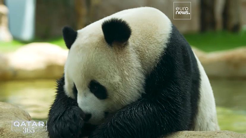 Discover the exciting world of wildlife conservation in Qatar | Euronews