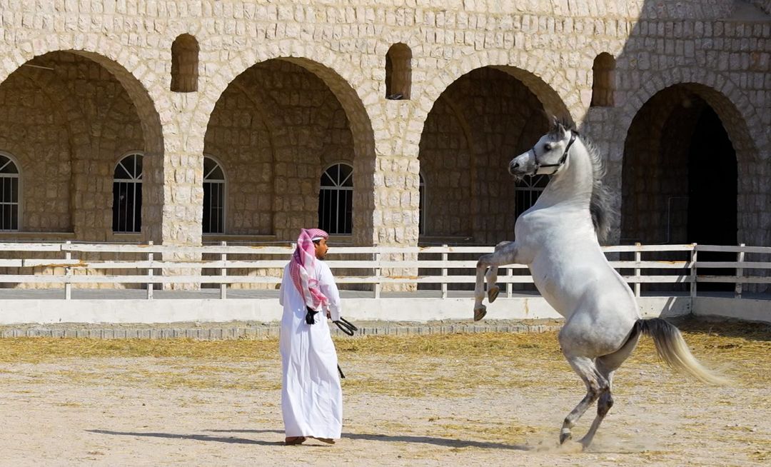 Meet the Qatari sportsman reviving the ancient tradition of horse ...