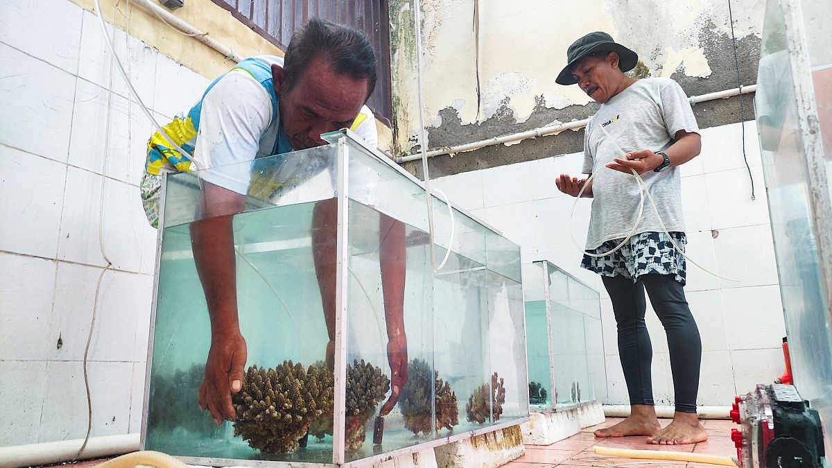 Meet the ex-poachers restoring the Indonesian coral reefs they ...