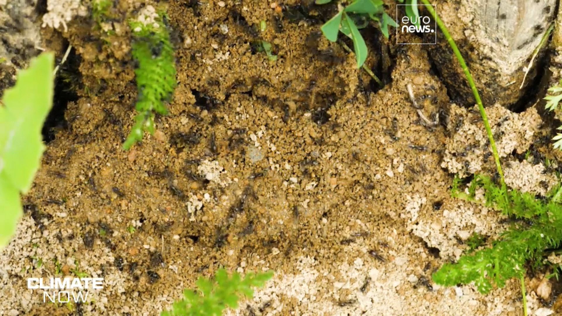 Alien ant invasion: how climate change helps exotic species colonise ...