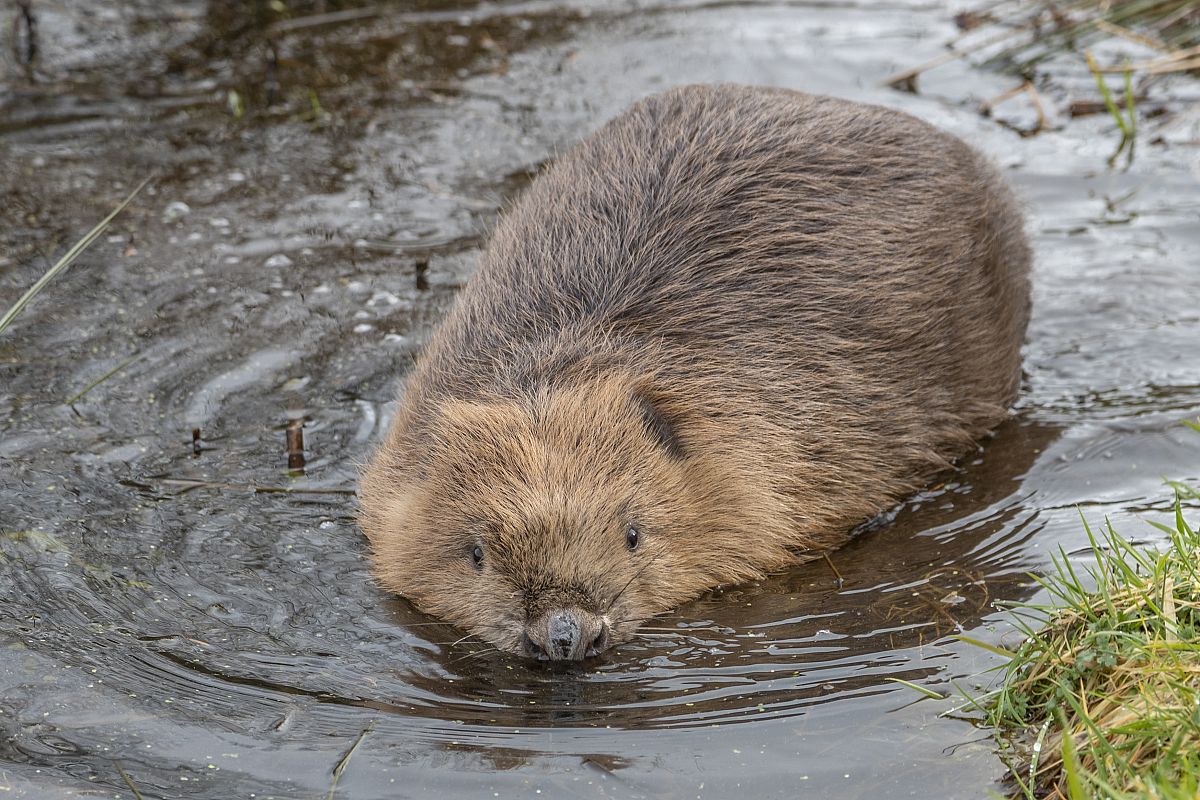 Magicians, engineers or agents of chaos? On the rewilding estate giving ...
