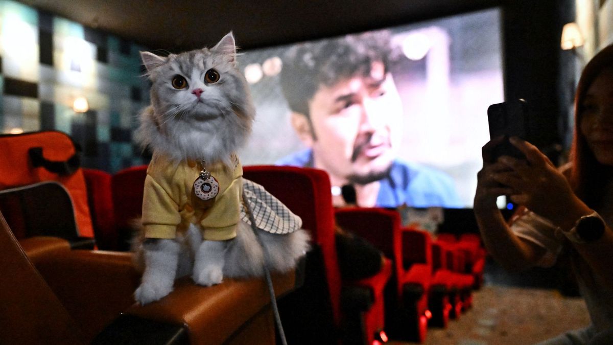 Paws and popcorn: Thai cinema goes pet-friendly | Euronews