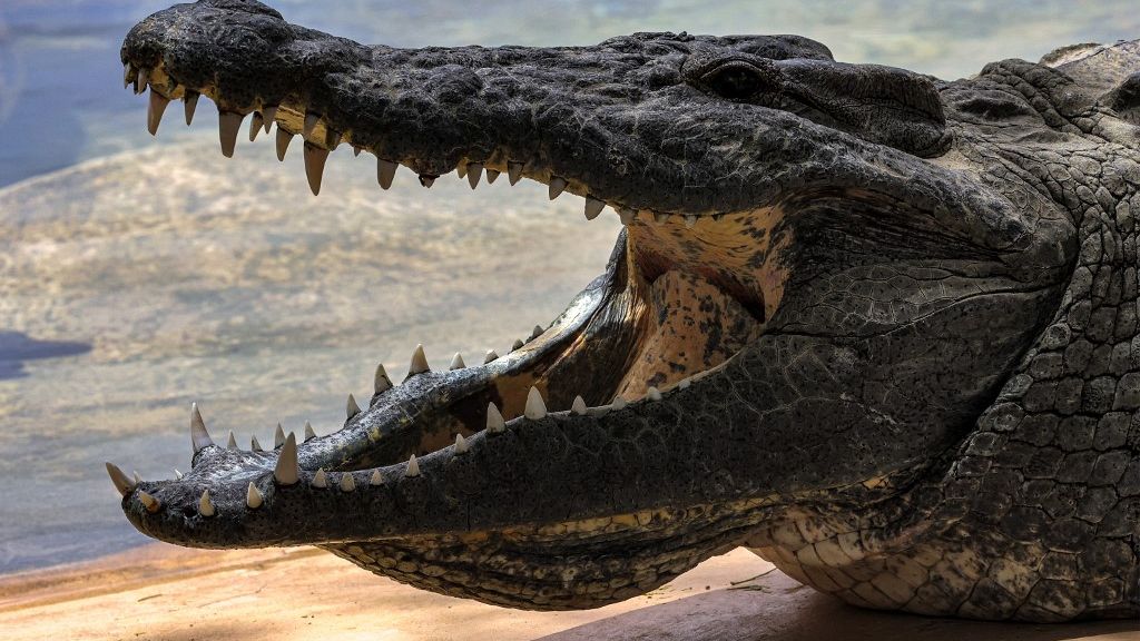 Namibia to sell 40 crocodiles following rise of human attacks | Africanews