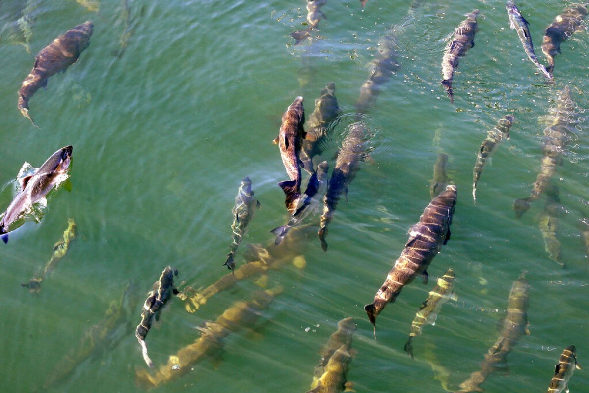 'Extreme': Record-breaking marine heatwaves off UK and Ireland concern ...