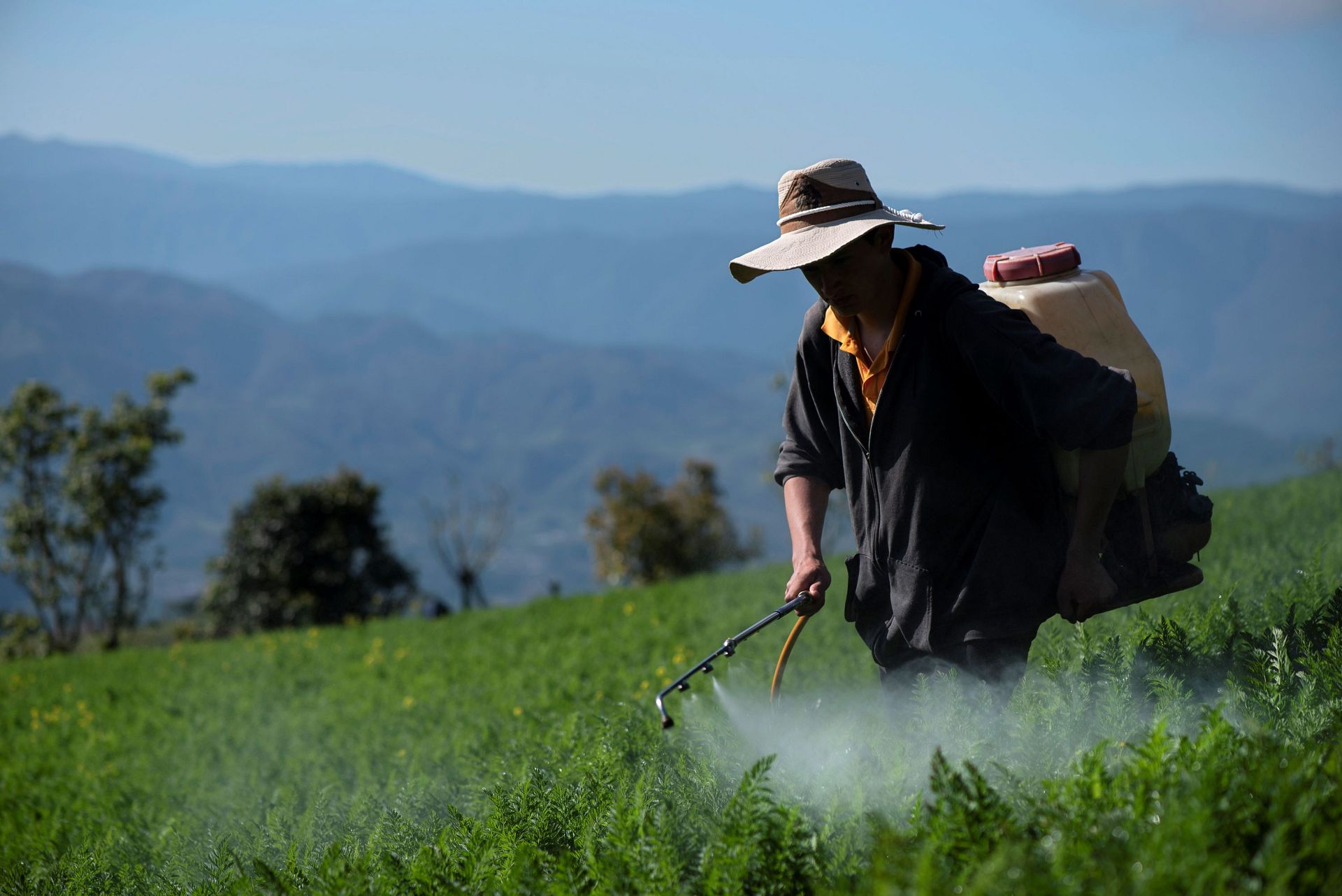The EU and UK exported 1,000 tonnes of a banned pesticide to poorer ...