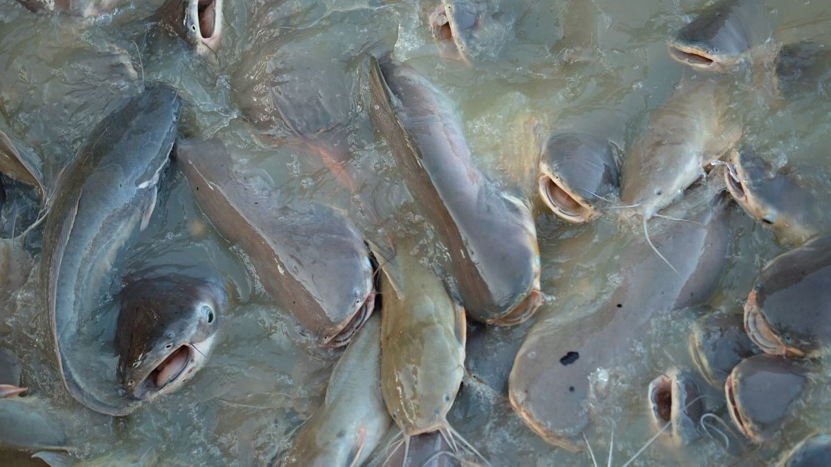 Fish have feelings too: Why animal sentience means we should rethink ...