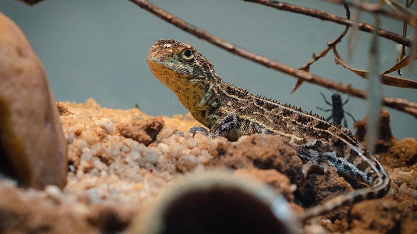 This ‘extinct’ earless dragon has been spotted in a secret location ...