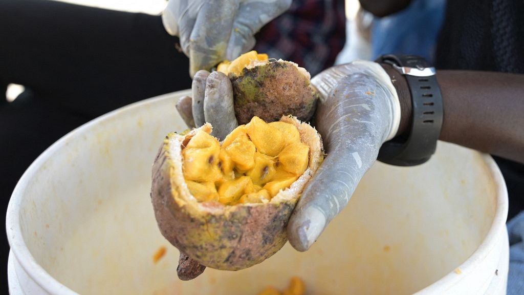 The maad, a wild fruit, delights Senegal | Africanews