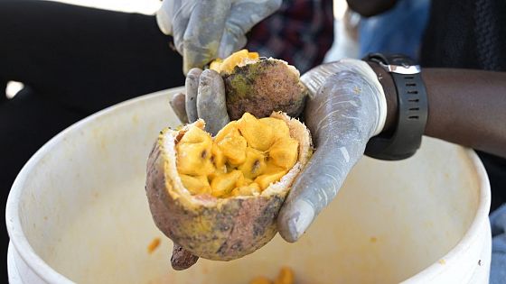 The maad, a wild fruit, delights Senegal | Africanews