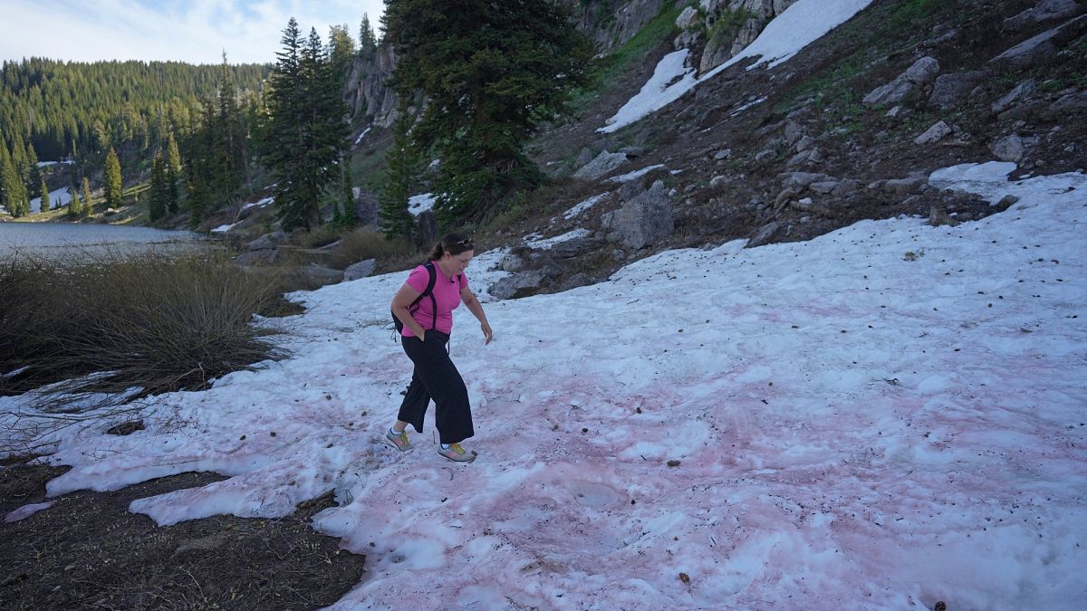 ‘Watermelon snow’: Is Utah’s pink snow linked to climate change? | Euronews