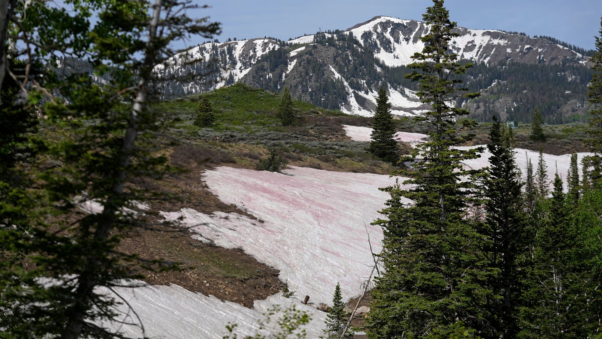 ‘Watermelon snow’: Is Utah’s pink snow linked to climate change? | Euronews
