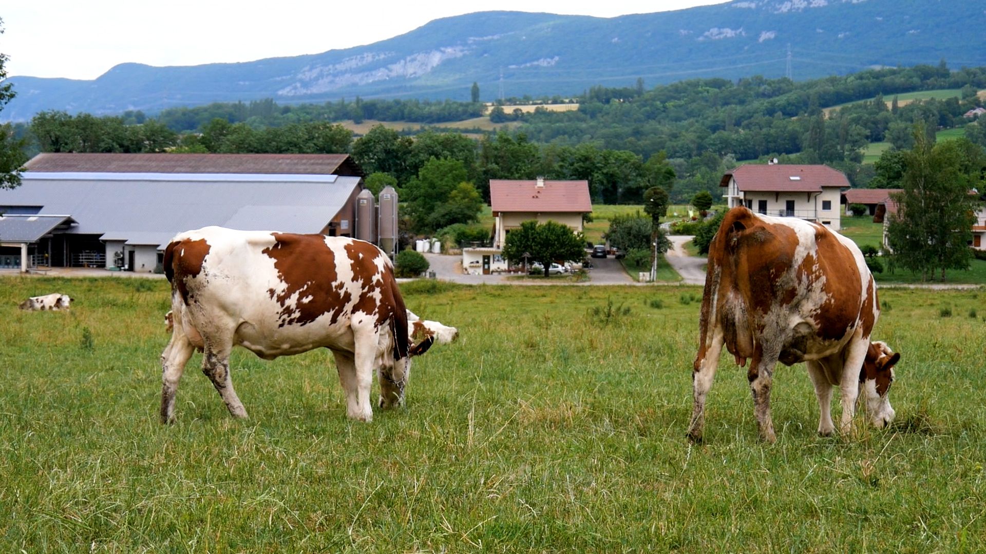 Iberian ham, Savoy cheese and Camargue rice: Climate change puts ...