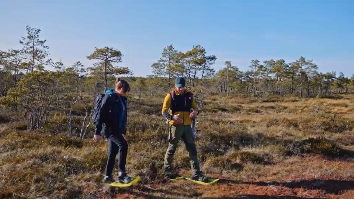 Naturaleza para desconectar de la ‘sociedad tecnológica’ en Estonia ...