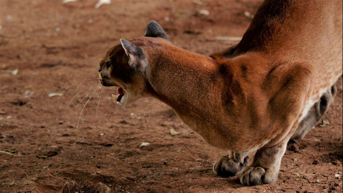 Meet the conservationists saving rare animals in Uganda | Euronews