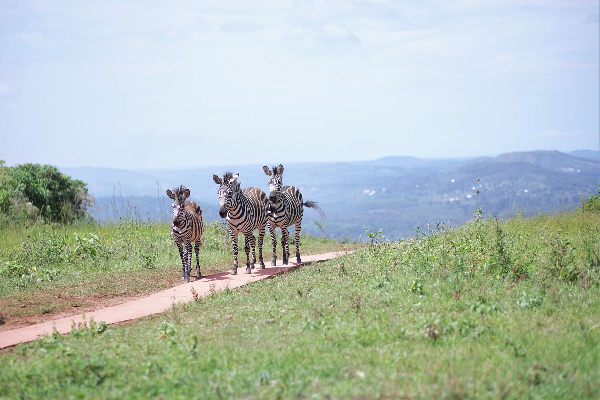 Meet the conservationists saving rare animals in Uganda | Euronews