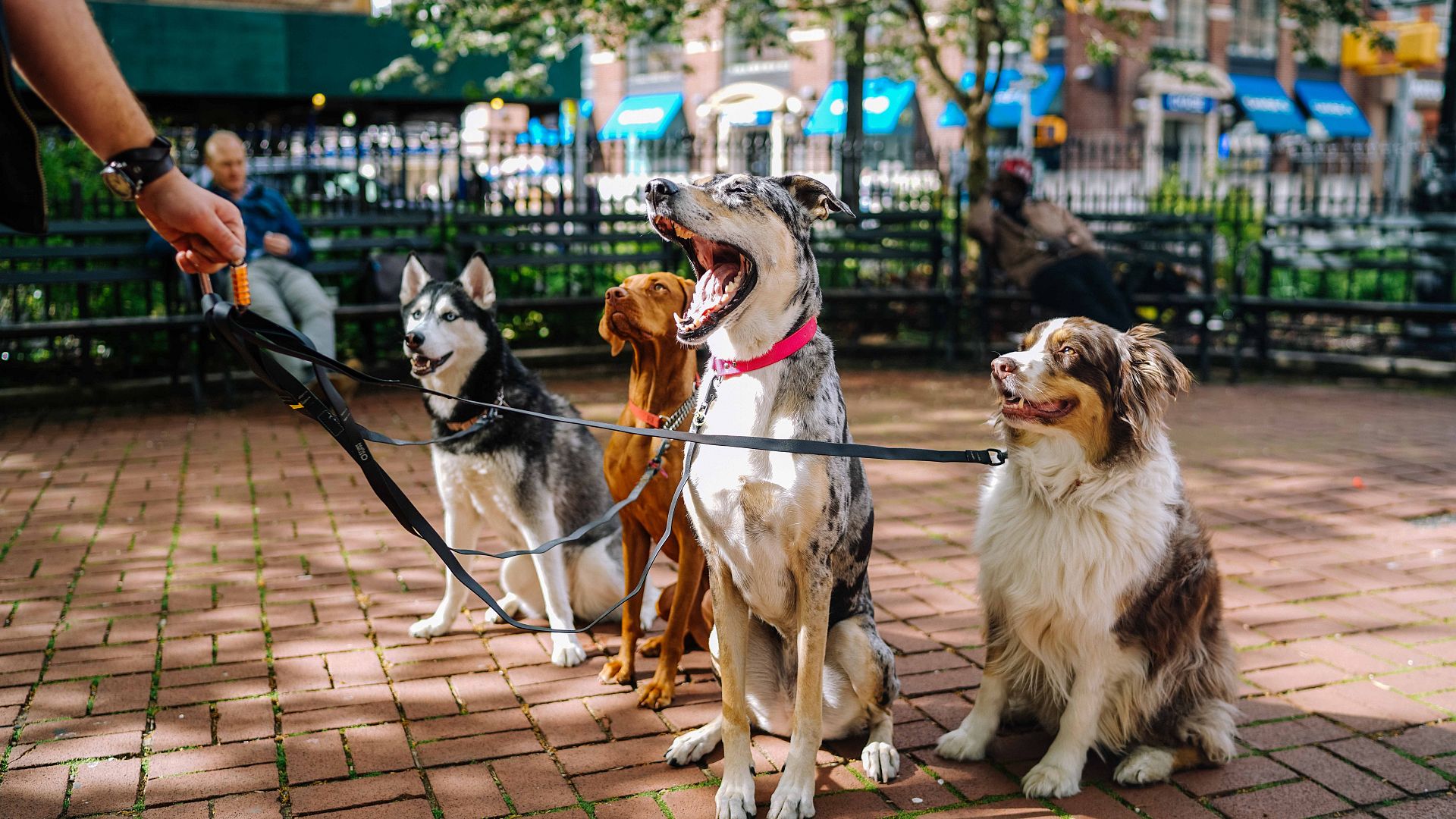Paws in pews: Canterbury Cathedral and other UK churches welcome dogs ...