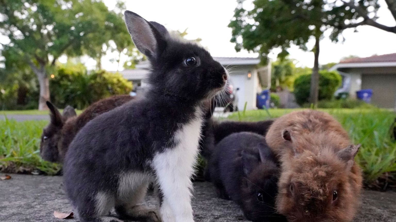 Hopping mad: Why are Florida residents fed up with these fluffy rabbits ...