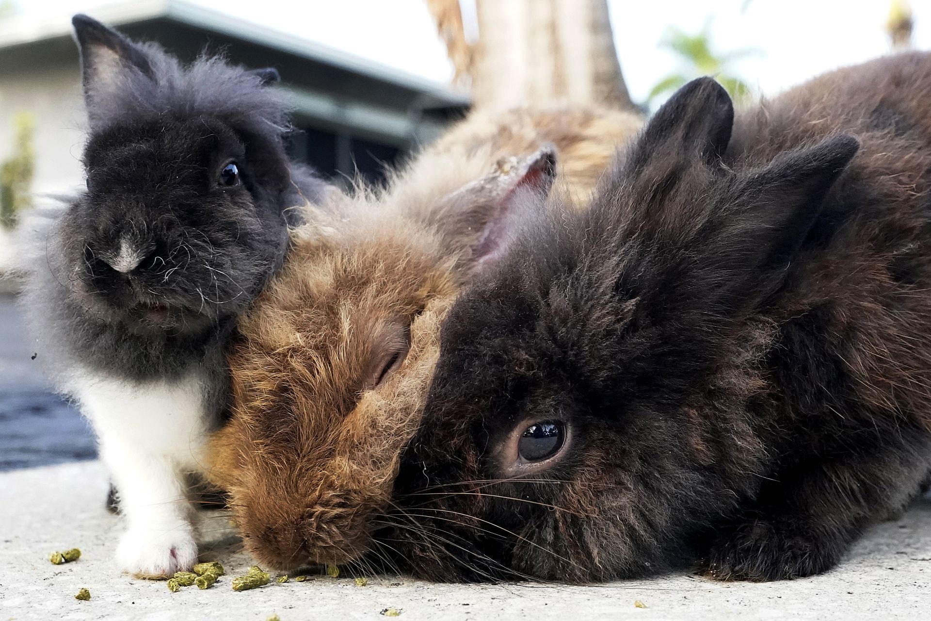 Hopping mad: Why are Florida residents fed up with these fluffy rabbits ...