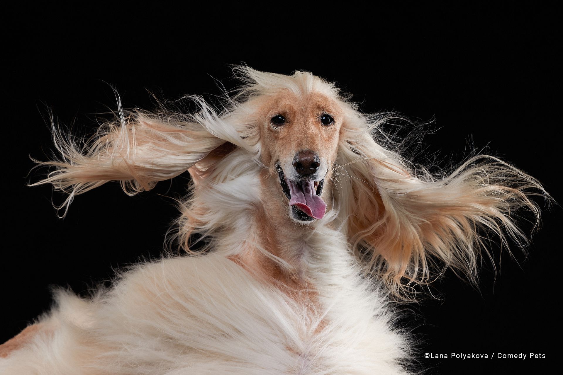 Comedy Pet Photo Awards: Meet the hilarious furry finalists of this ...