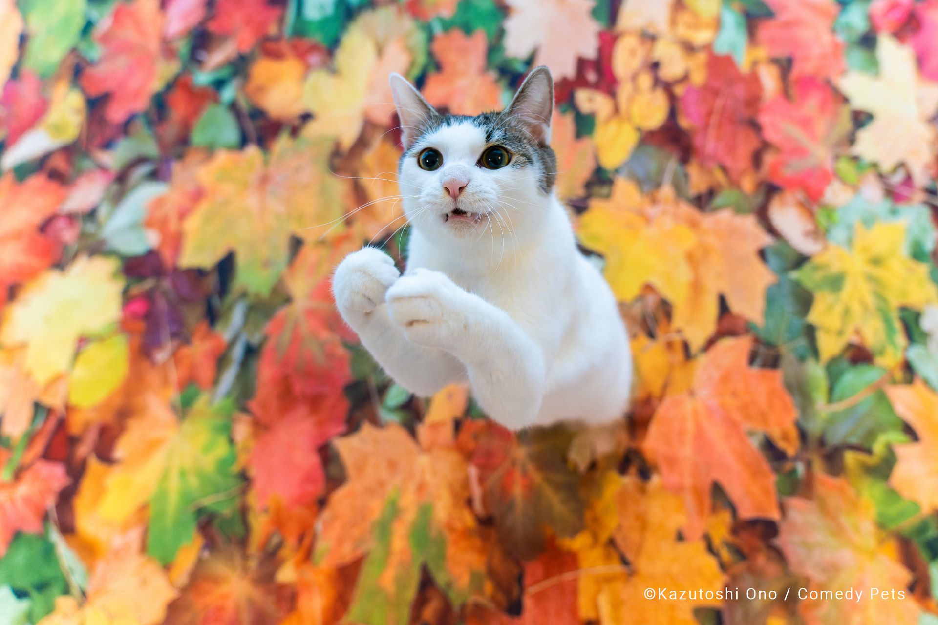 Comedy Pet Photo Awards: Meet the hilarious furry finalists of this ...