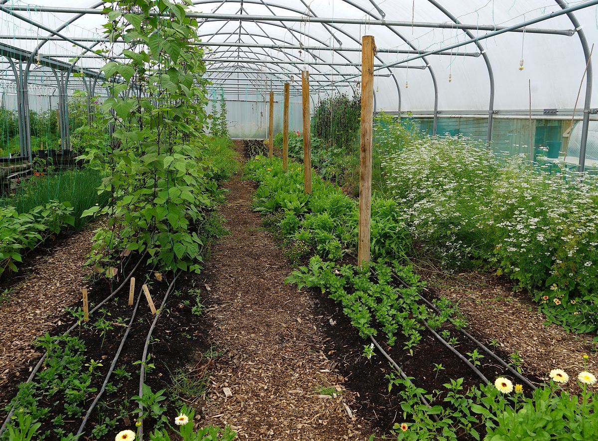 Creating Sitopia: A city built around food to save the world | Euronews