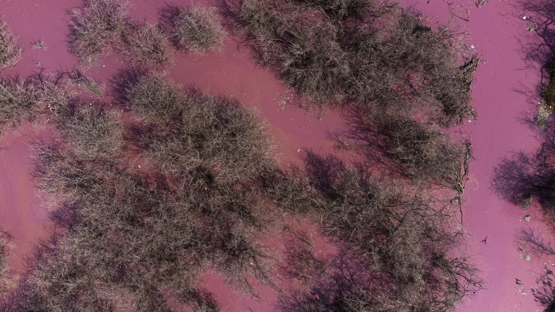 Algae turns lake pink in Romania due to increased temperature | Euronews