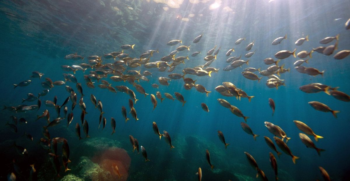 Il Mar Mediterraneo mai così caldo, registrato nuovo record. A rischio ...