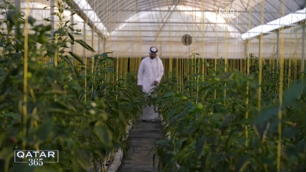 Dos negócios familiares, às grandes empresas do Qatar que apostam na ...