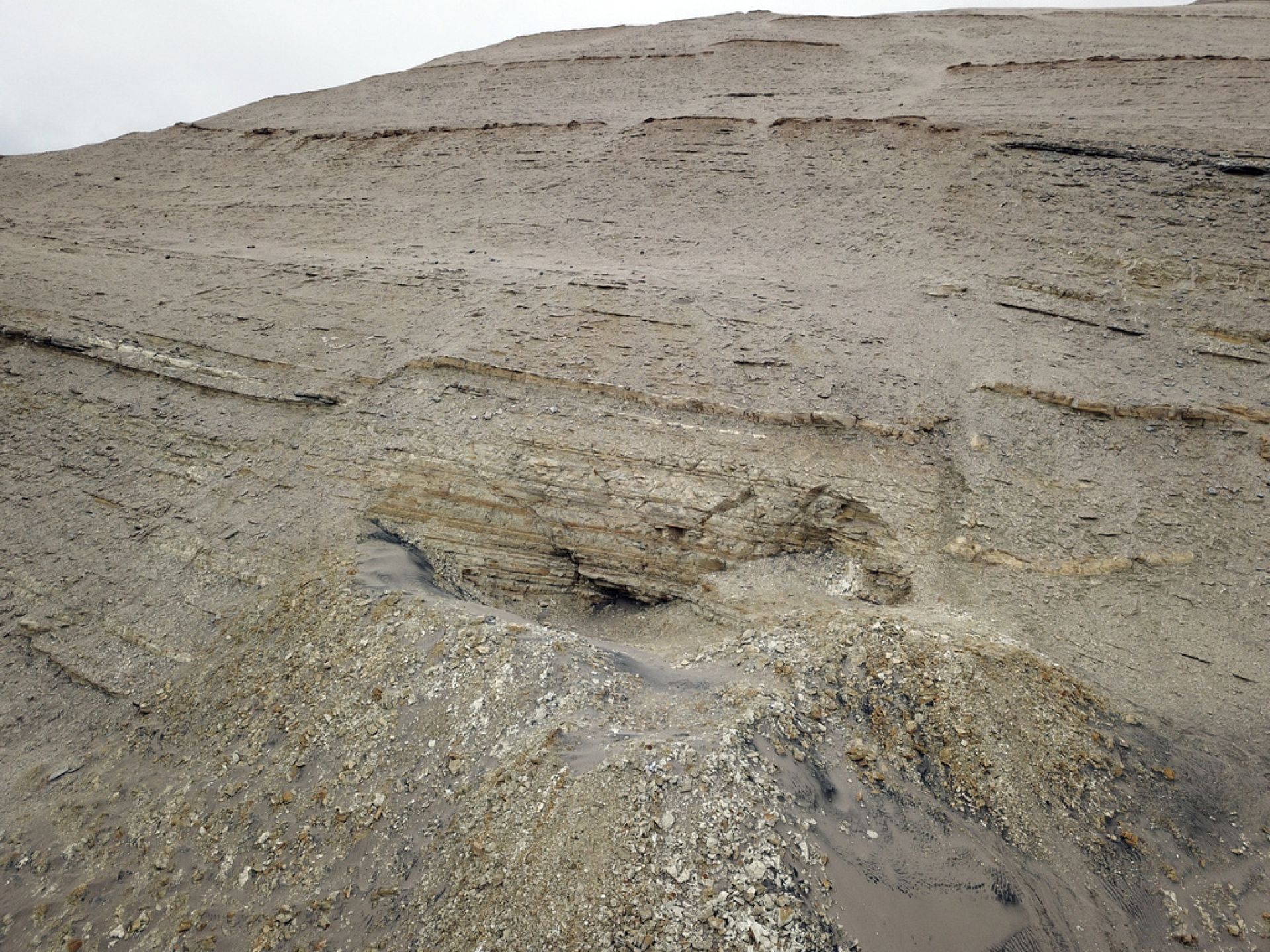 Heaviest animal ever may be ancient whale found in Peruvian desert ...