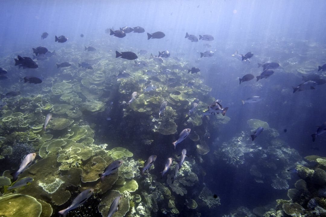Great Barrier Reef avoids ‘in danger’ threat but UNESCO warns of serious risk from climate ...