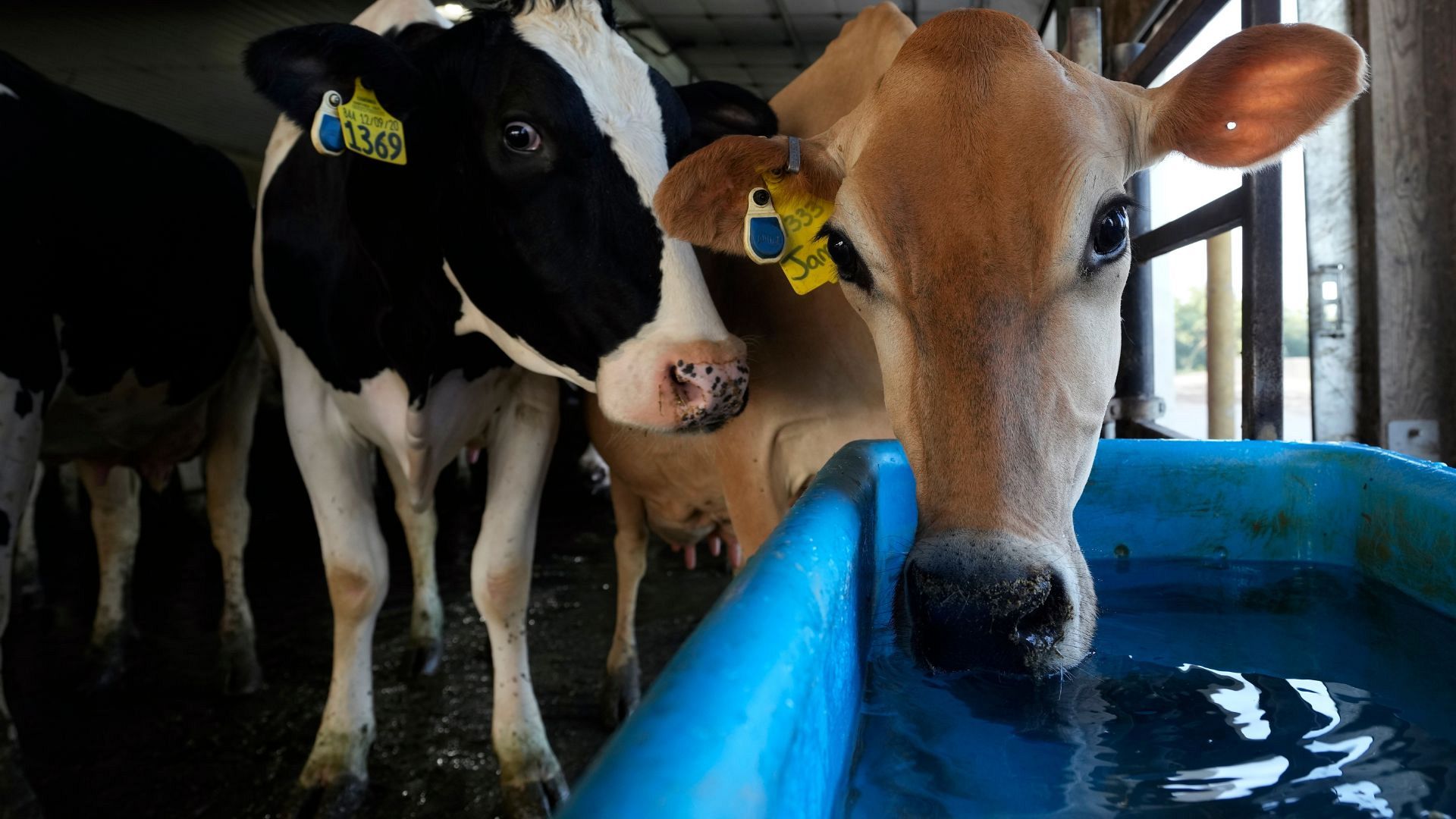 Heatwaves and animal welfare: The ethics of livestock farming on a ...