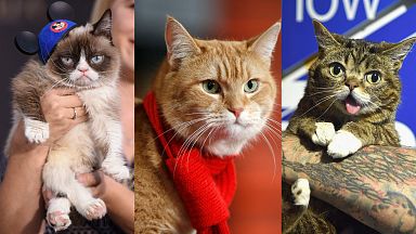 Culture Re-View: Meet the cats who had their meowment online | Euronews