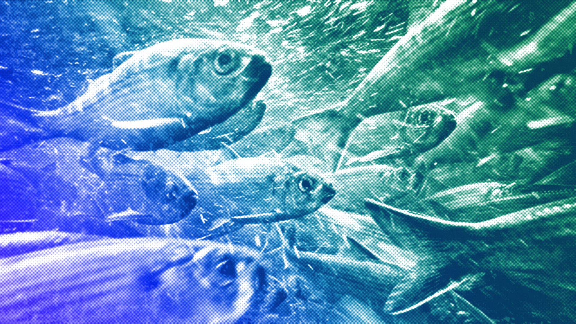 To tackle the climate impacts of fishing, Europe must dive much deeper ...
