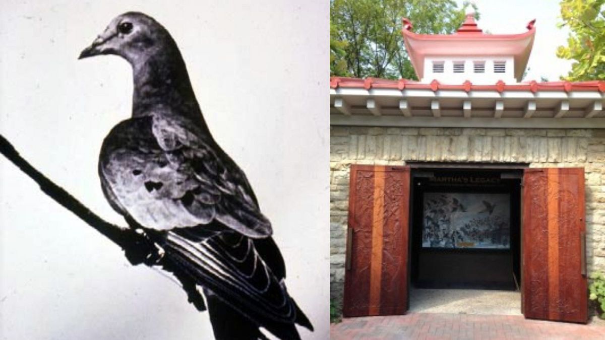 World Animal Day: These iconic endlings remind us of all the species ...