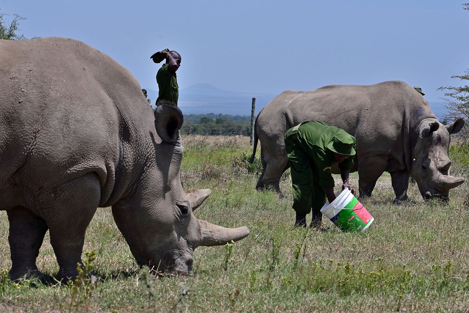 World Animal Day: These iconic endlings remind us of all the species ...