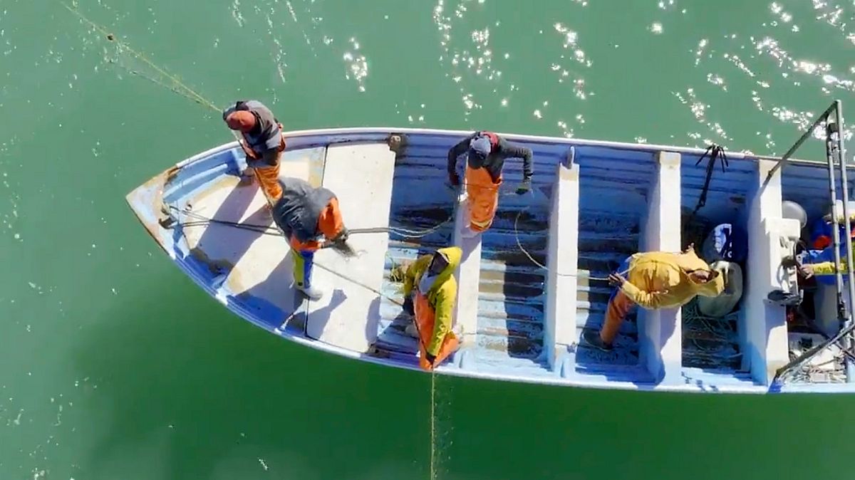 Meet the crew saving the world's most endangered marine life off the ...