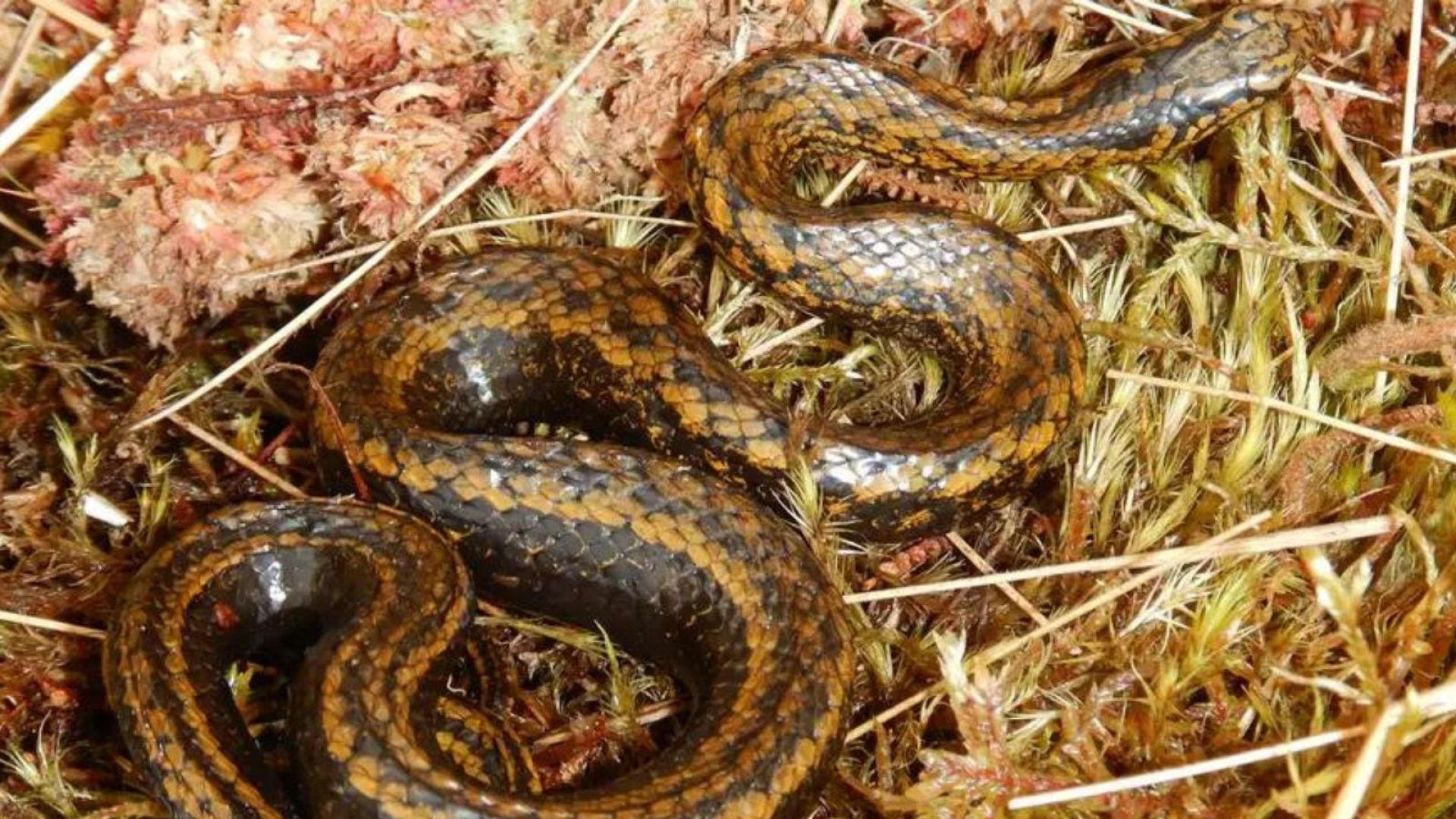 'Why'd it have to be snakes?' Scientists name new species of serpent ...