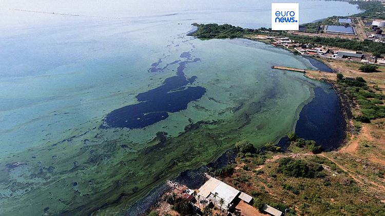 Venezuela | El lago Maracaibo convertido en una piscina verde tóxica ...