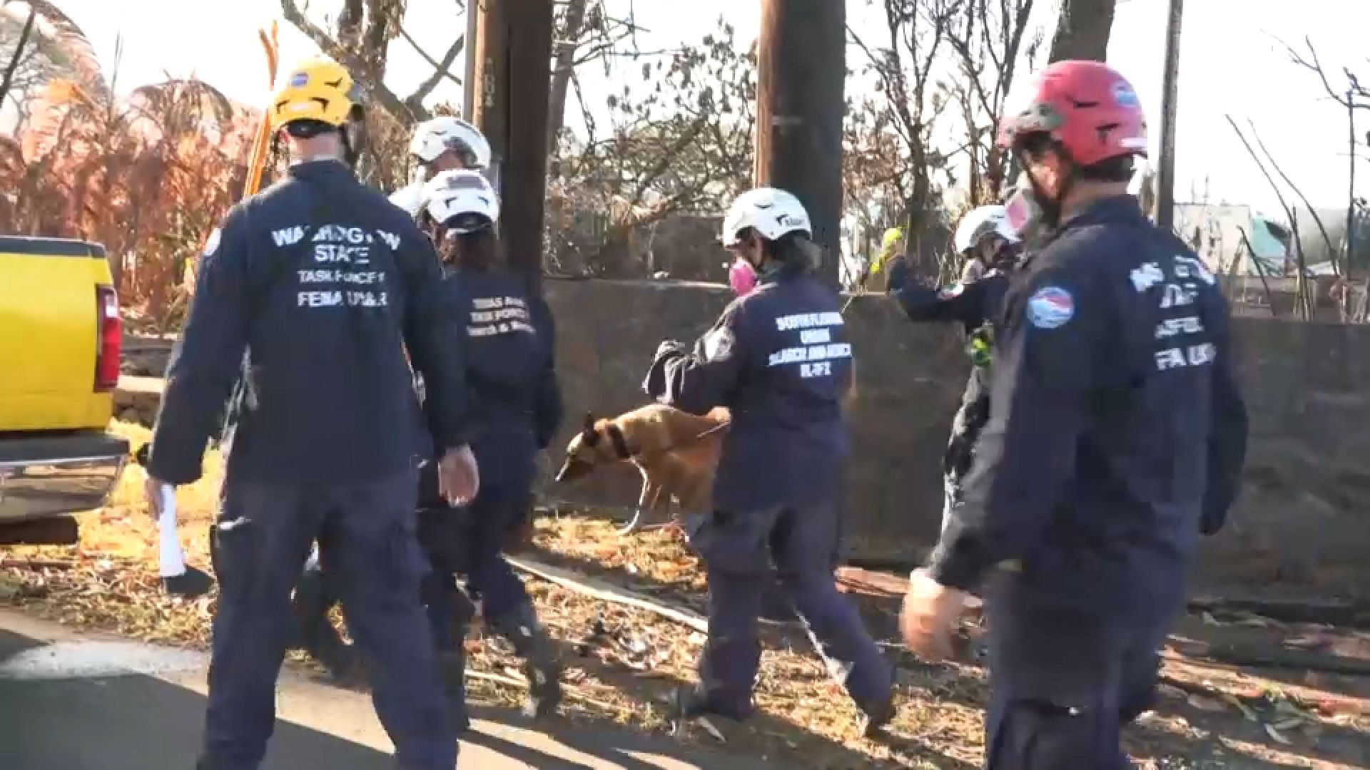 Video. WATCH: The search for victims of Hawaii's fire continues | Euronews