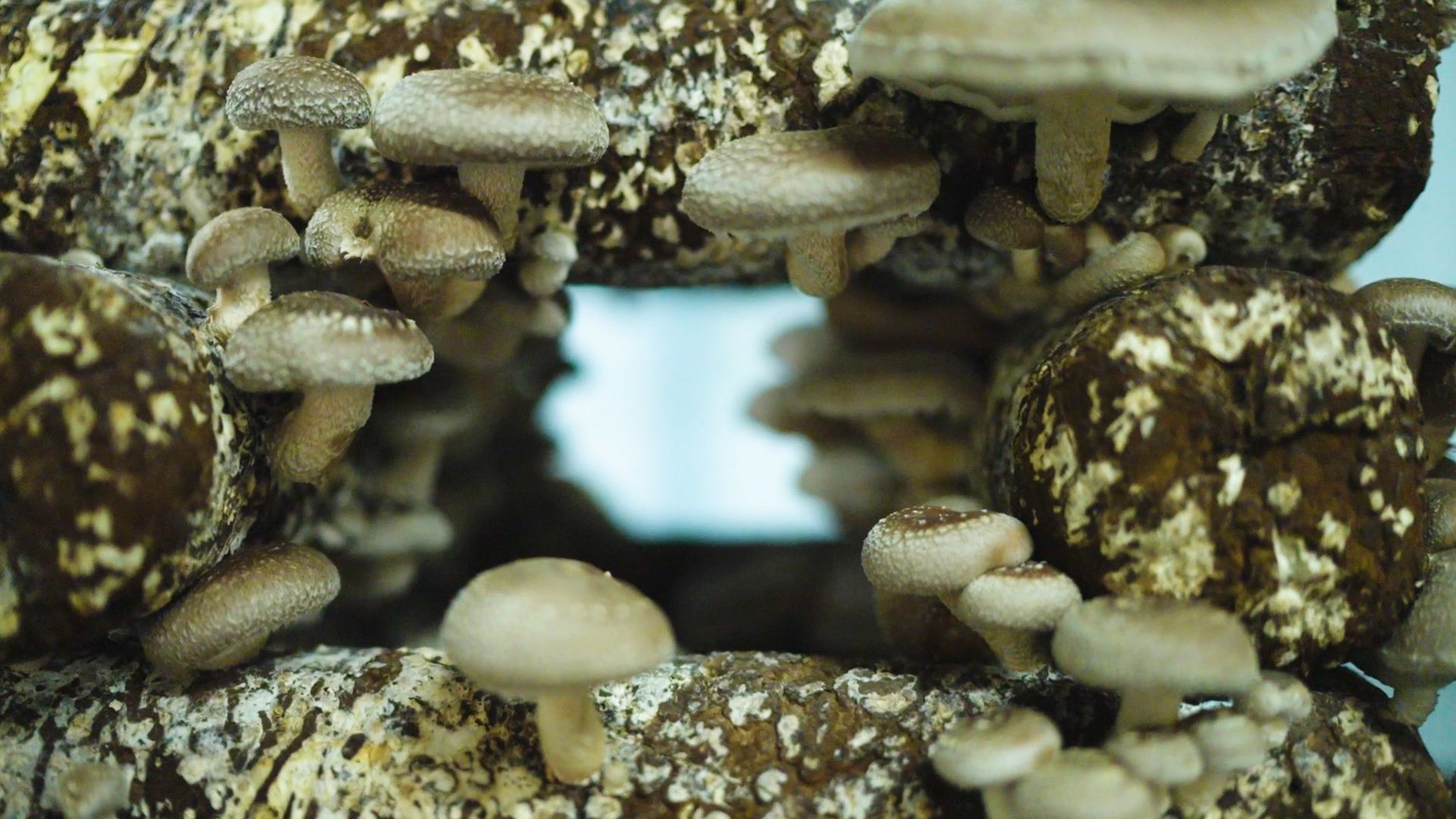 Meet the urban farmer sprouting mushrooms from coffee waste in Portugal ...