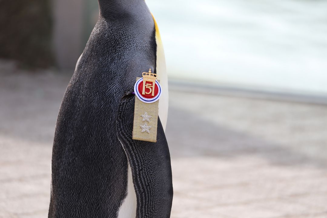 Penguin at Edinburgh Zoo promoted to Major General in Norway army ...