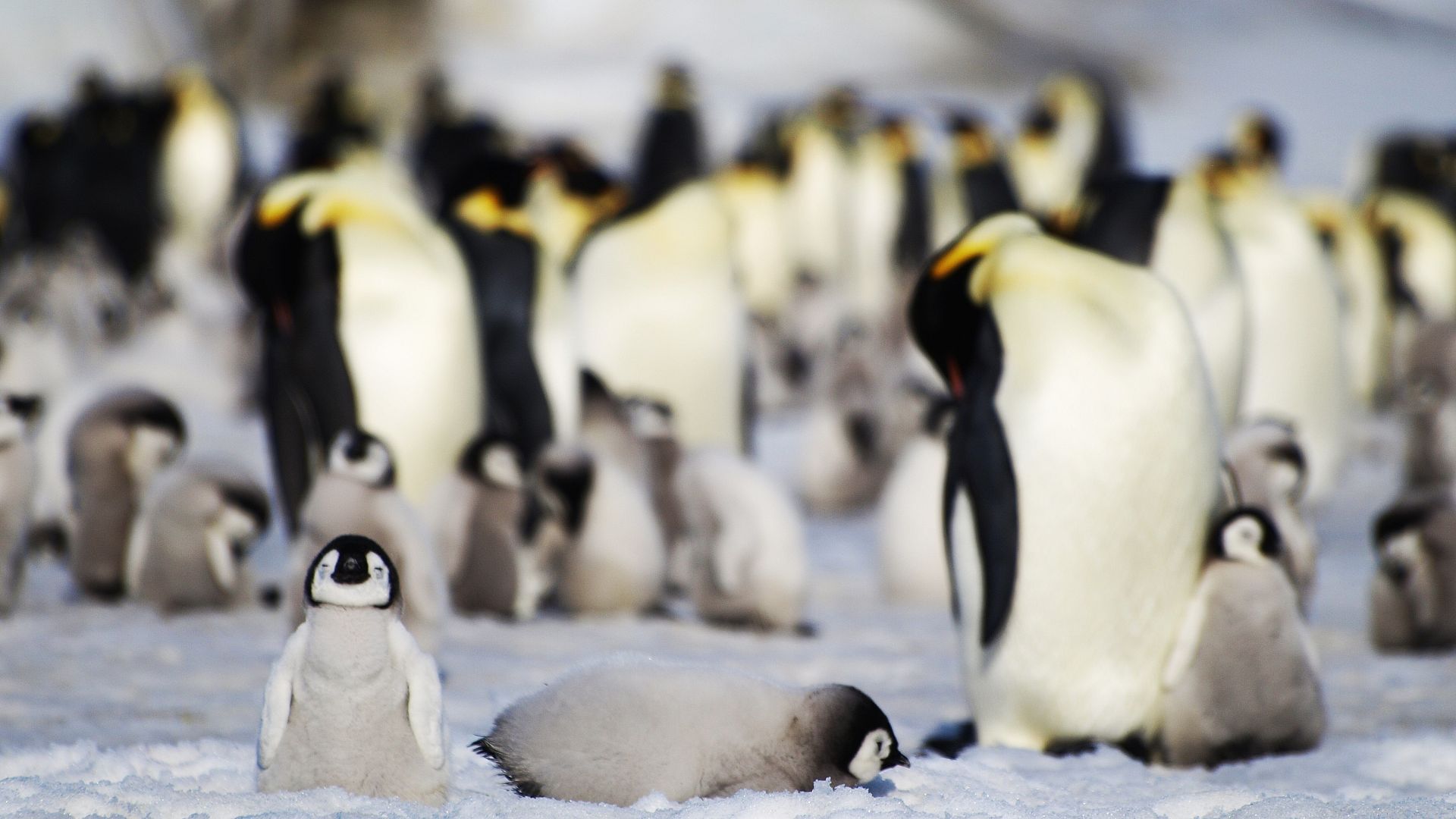 Emperor penguins risk ‘quasi-extinction’ from sea ice loss in ...