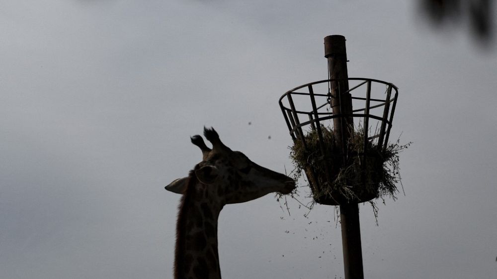Witness: uniform color without spots..the birth of a giraffe of a rare ...