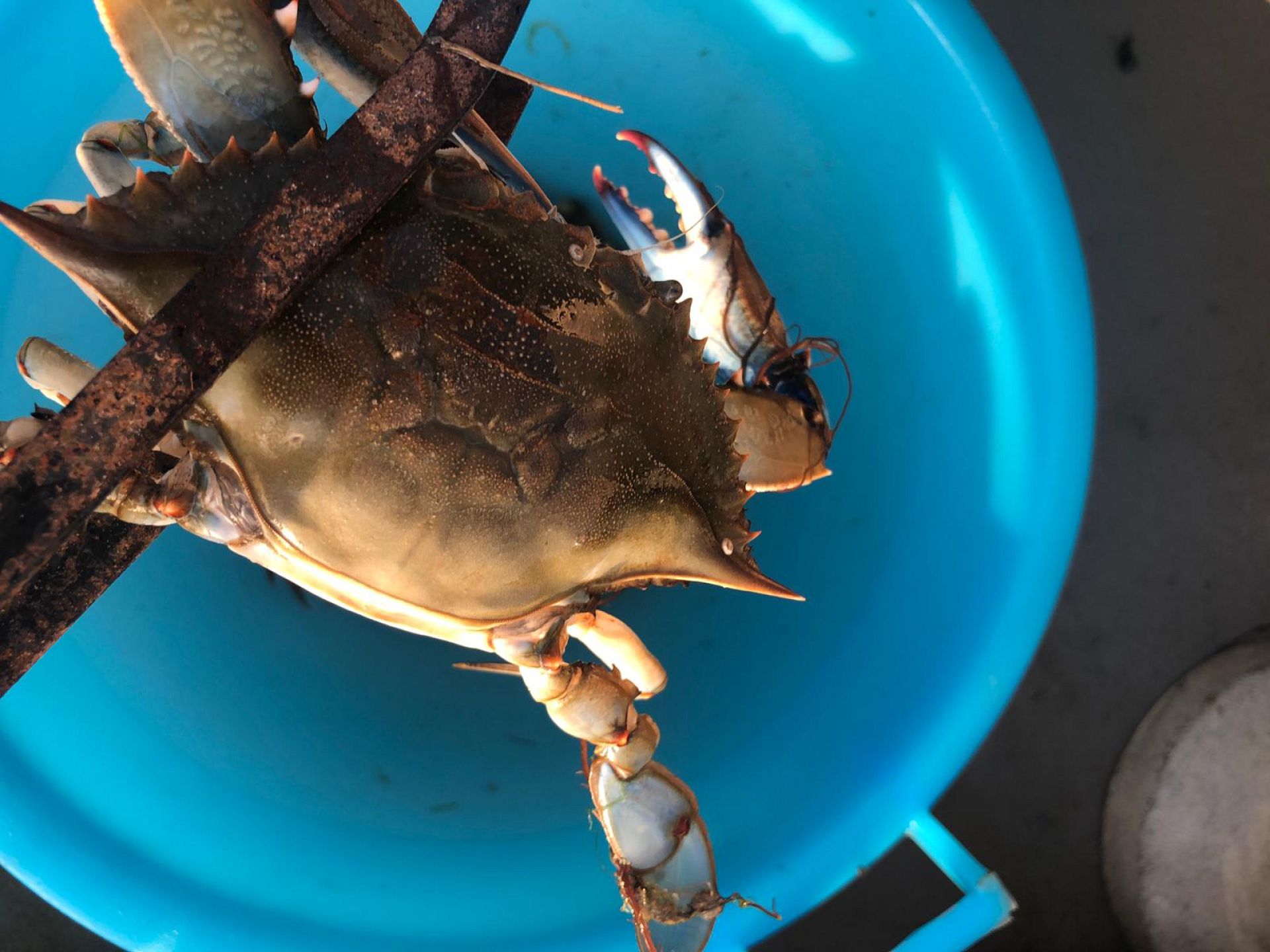 If you can’t beat them, eat them? Italy divided over response to giant ...