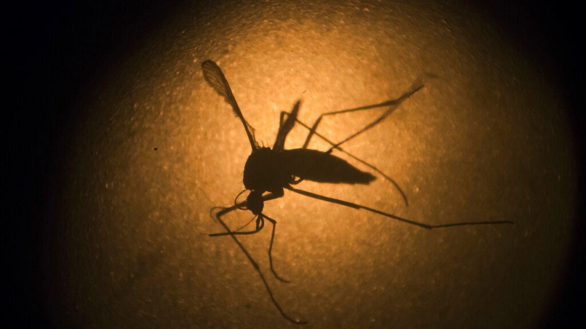 Wolbachia: the wonder bug that could prevent mosquitoes spreading ...