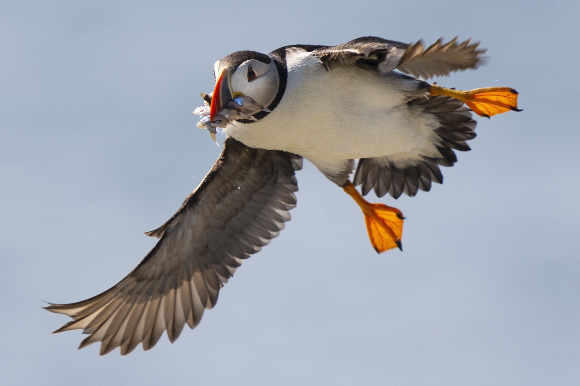 Maine character energy: Watch the pufflings helping their species stage ...