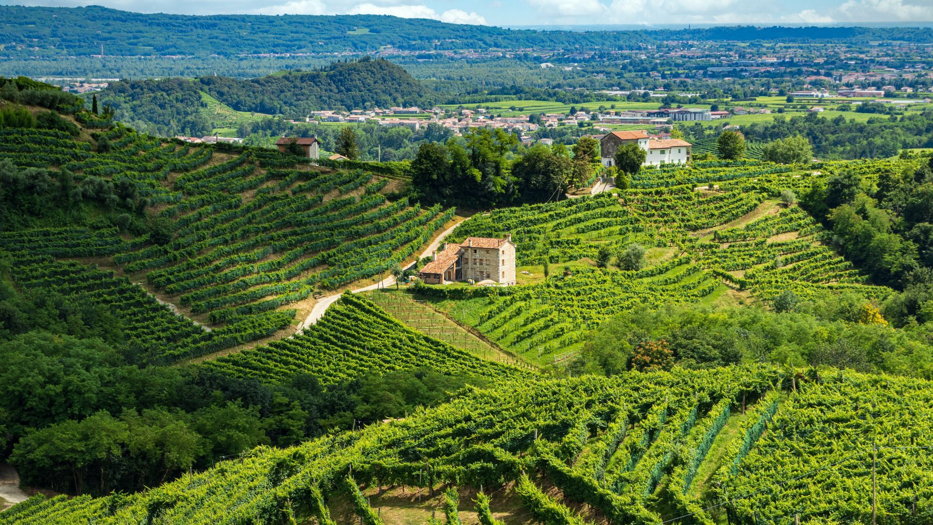 'Fragile and under threat': Prosecco could disappear due to climate ...