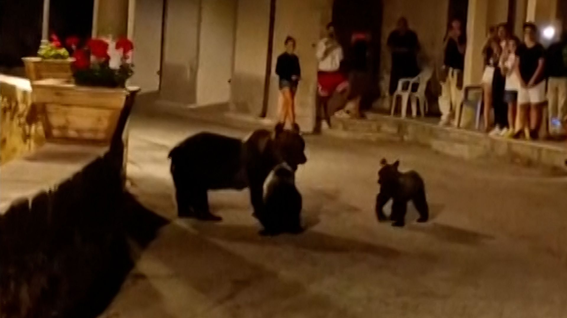 ‘Unjustifiable crime of nature’: Outrage in Italy as man kills bear ...